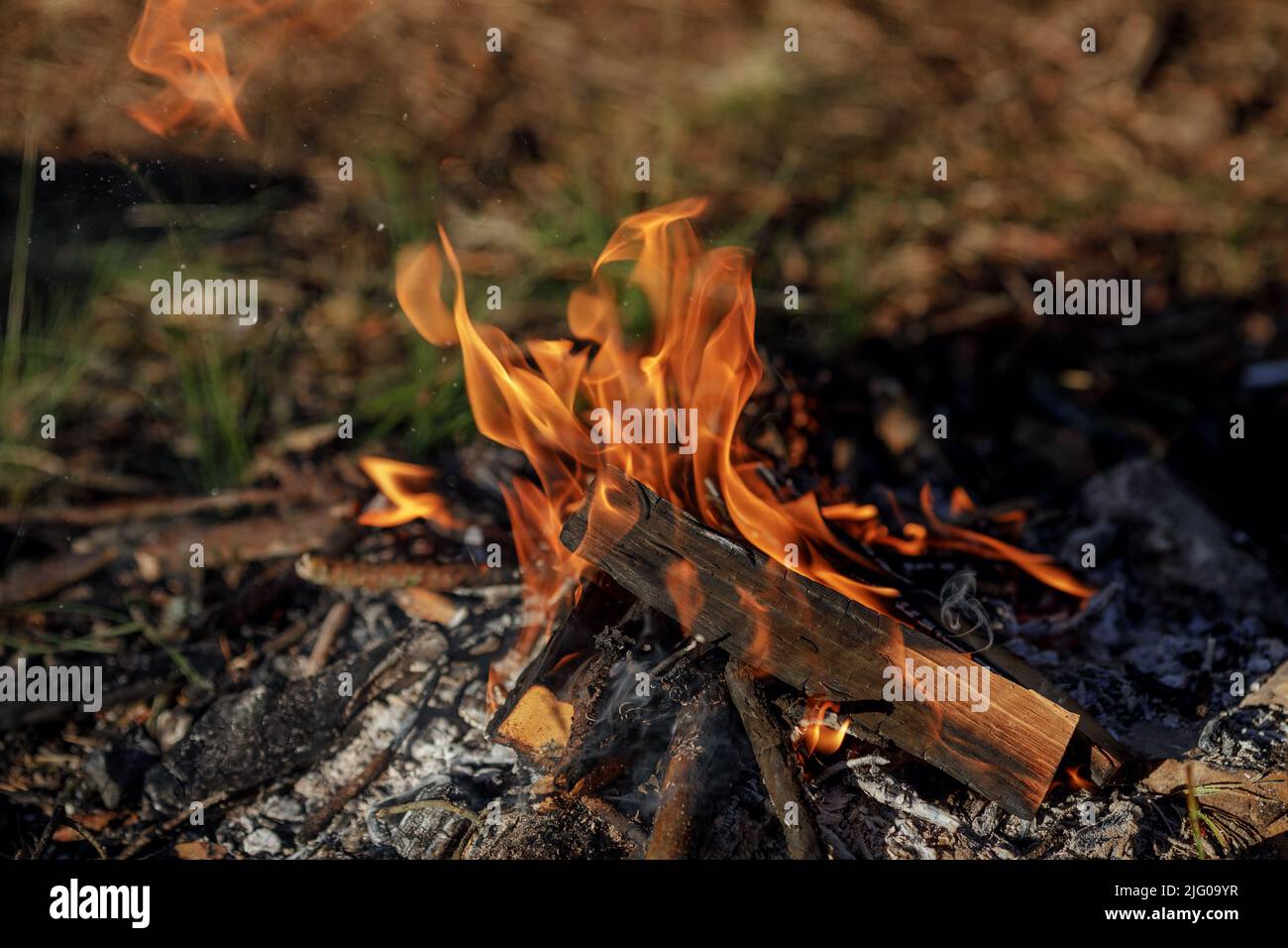 Close up of burning timber bonfire in summer forest. The concept of ...