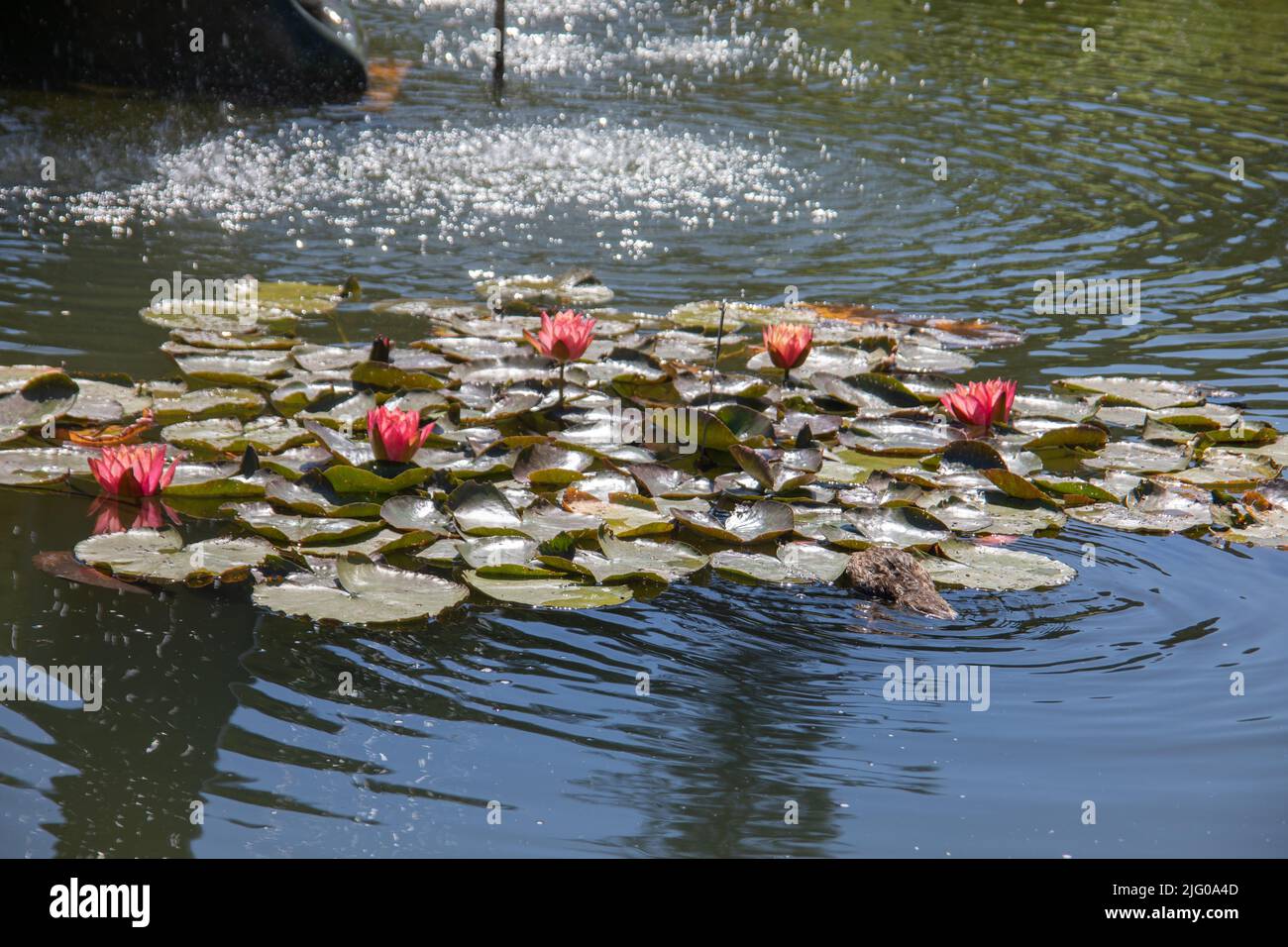 colorful flowers and leaves of water lilies float in the water Stock ...