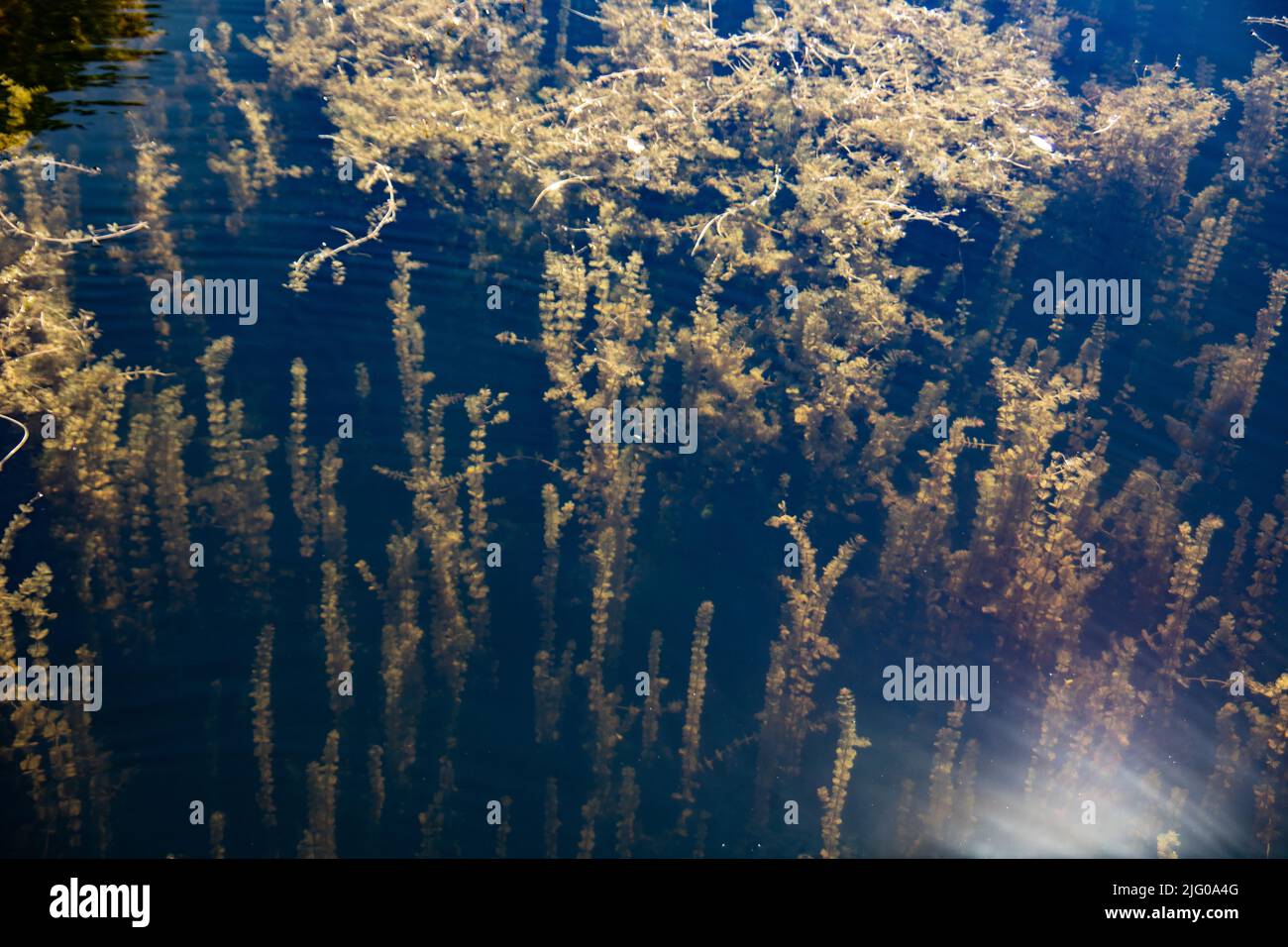 Algae and aquatic plants swim underwater Stock Photo - Alamy