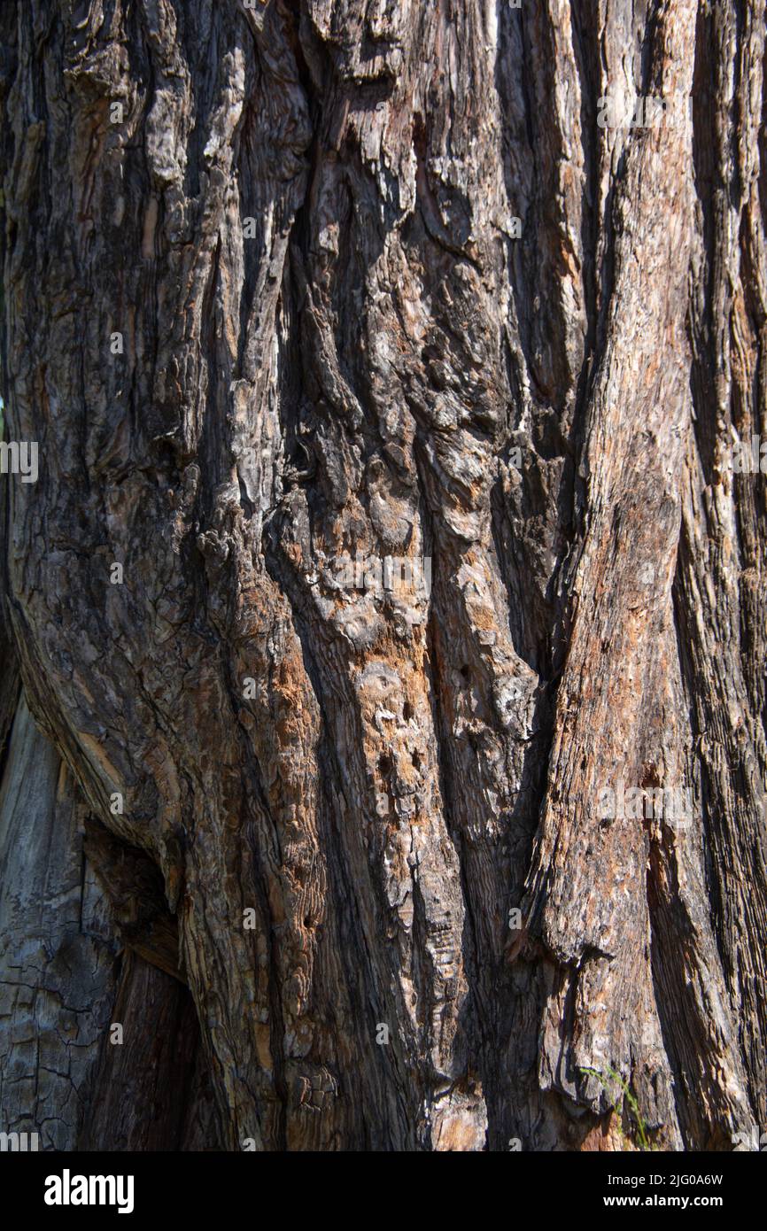 mammoth tree with red rind Stock Photo - Alamy