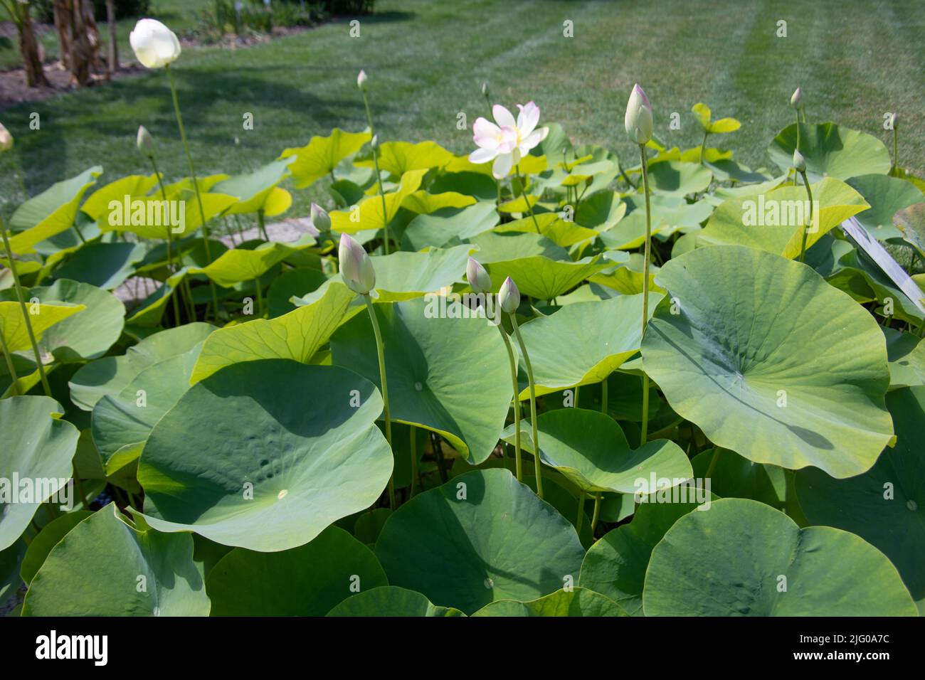 Bed of lotus flowers hi-res stock photography and images - Alamy