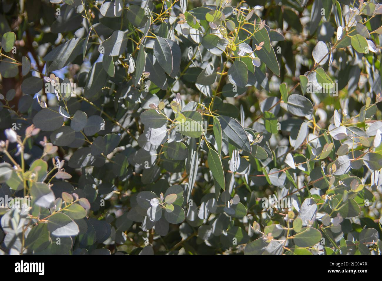 Eucalyptus tree from Australia with aromatic leaves Stock Photo - Alamy