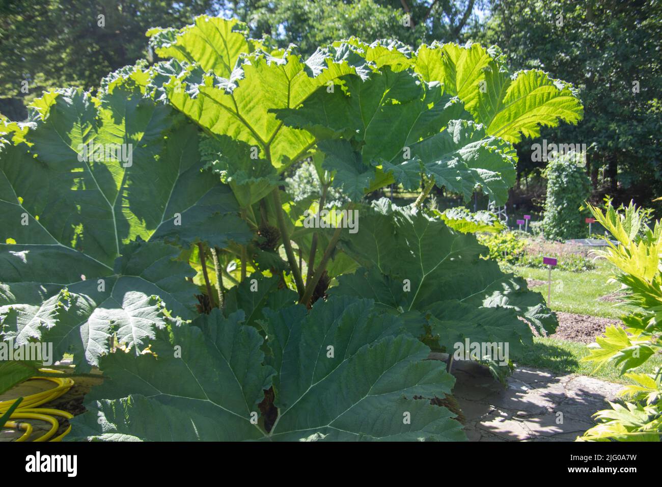 Fower yellow flowers hi-res stock photography and images - Alamy