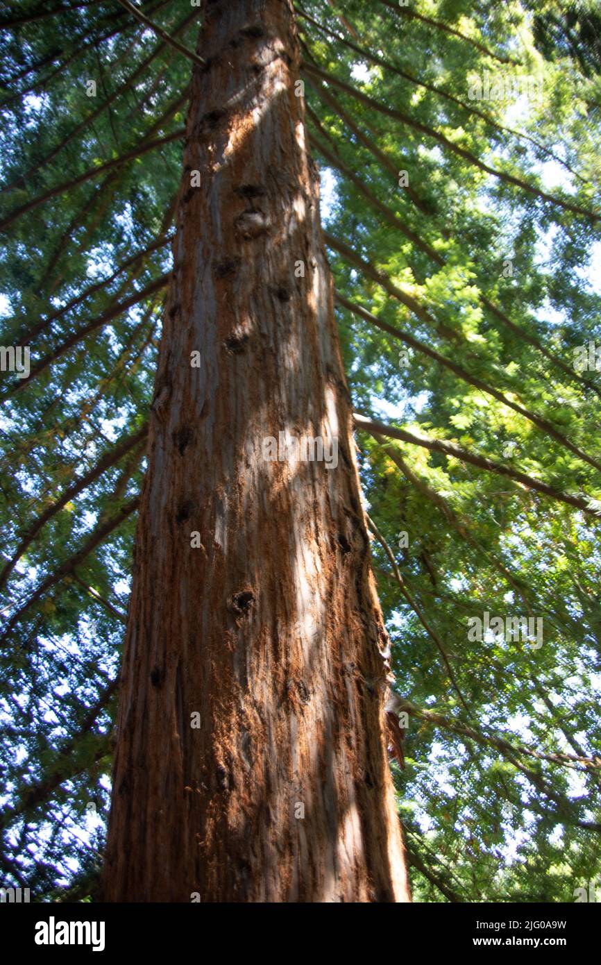 mammoth tree with red rind Stock Photo - Alamy
