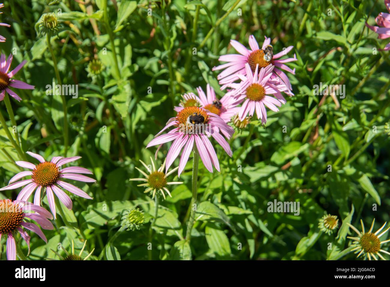 red coneflower as a medicinal plant in the field Stock Photo - Alamy