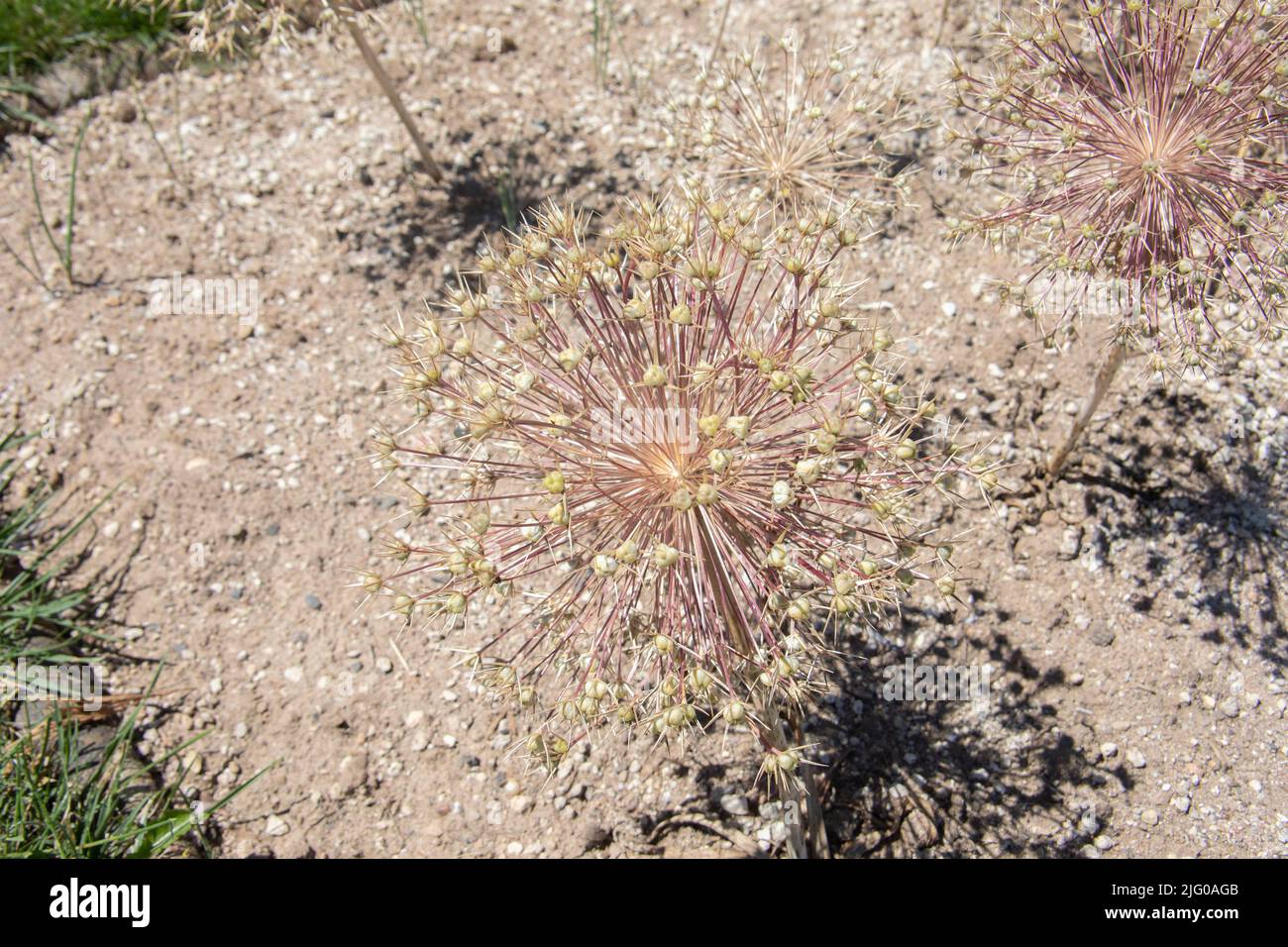 bulb plants in the garden Stock Photo - Alamy