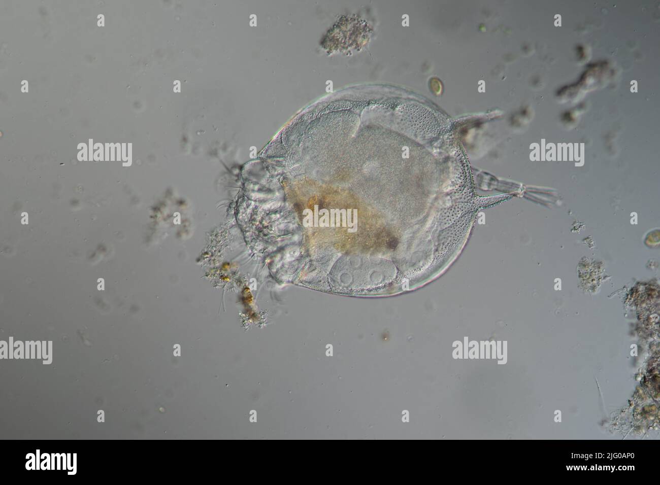 Rotifer foraging in stream 100x hi-res stock photography and images - Alamy
