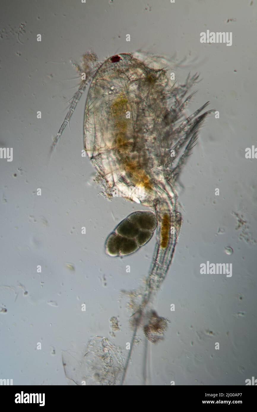 Copepod crab swims through the water Stock Photo - Alamy