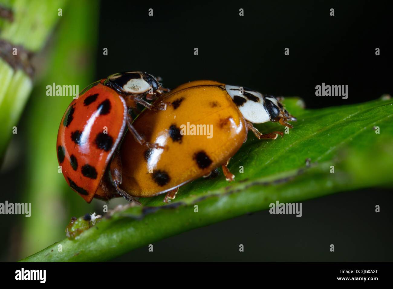 Two ladybirds (beetles) pairing on a leaf Stock Photo - Alamy