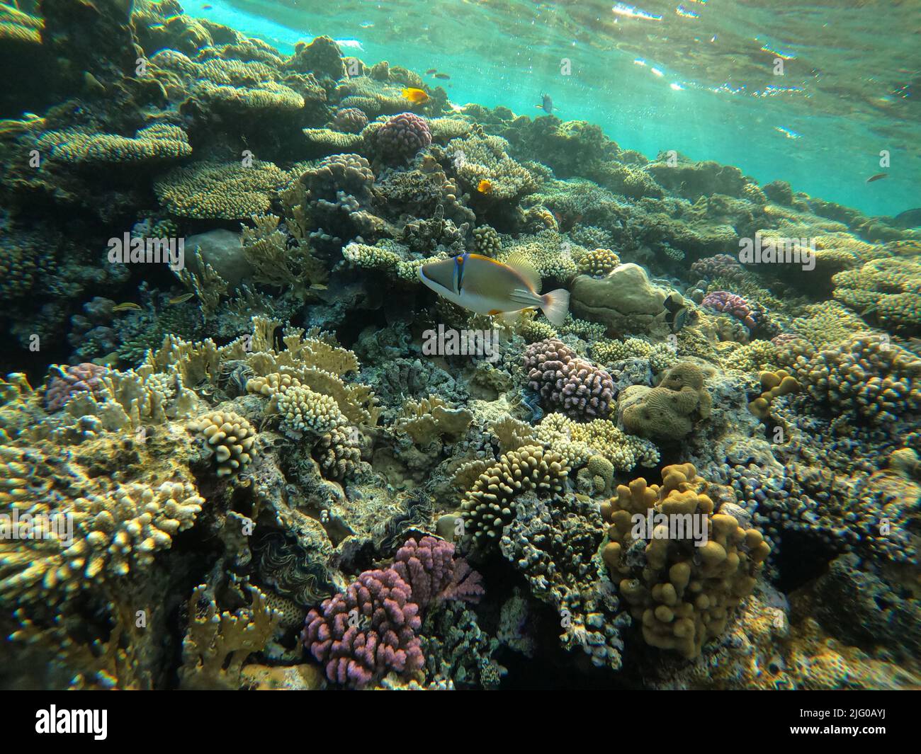 Underwater scene with coral reef in the Red Sea Stock Photo - Alamy