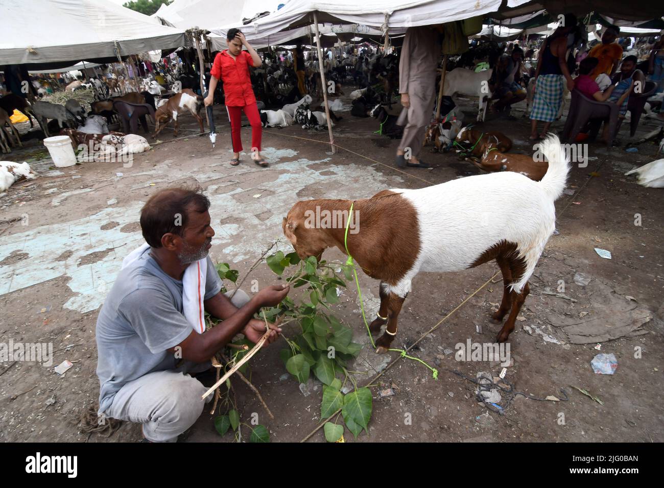 New Delhi, New Delhi, India. 6th July, 2022. A vendor looks a goat ...