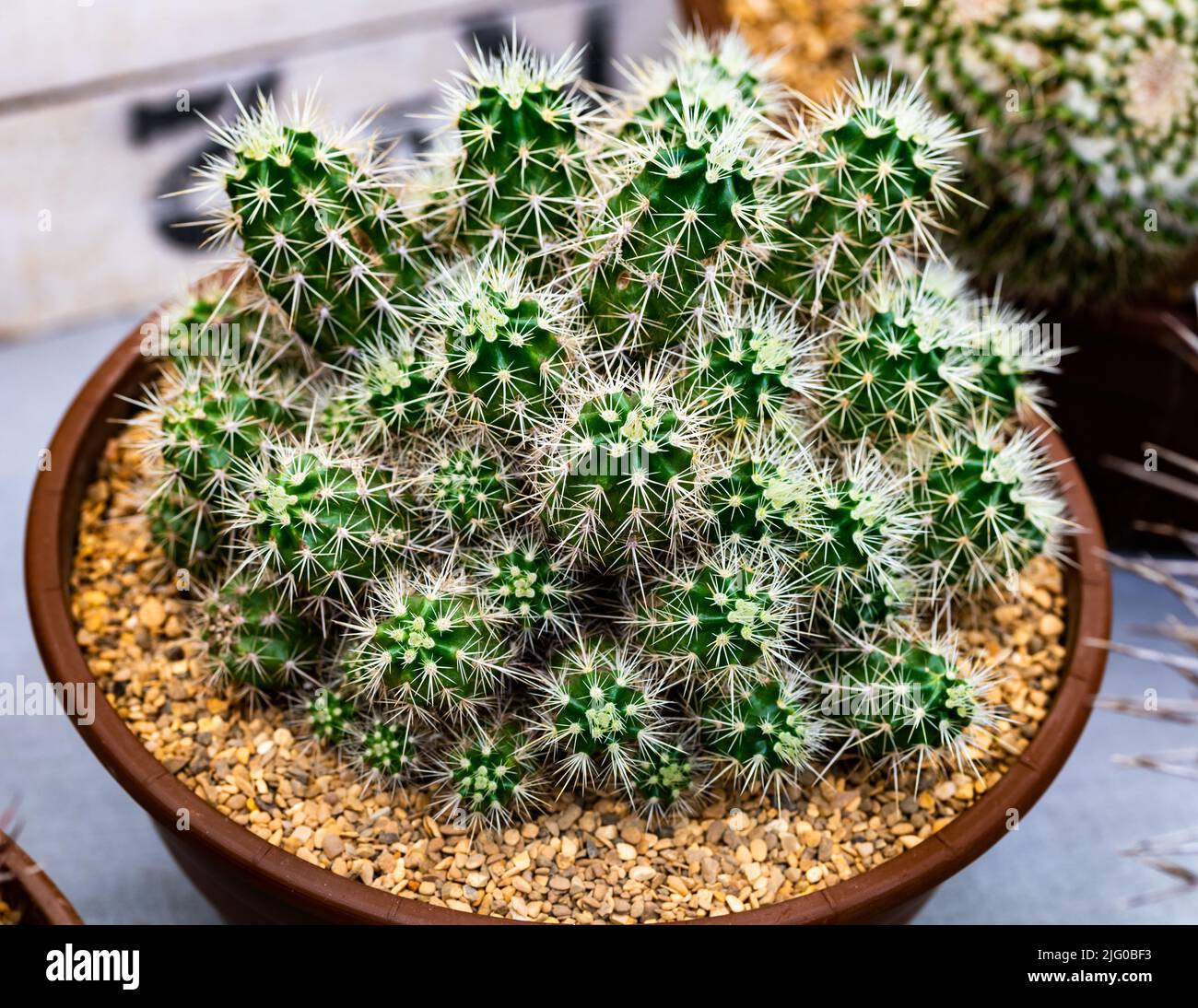Cacti on display at Hampton Court Palace Flower Festival Stock Photo ...