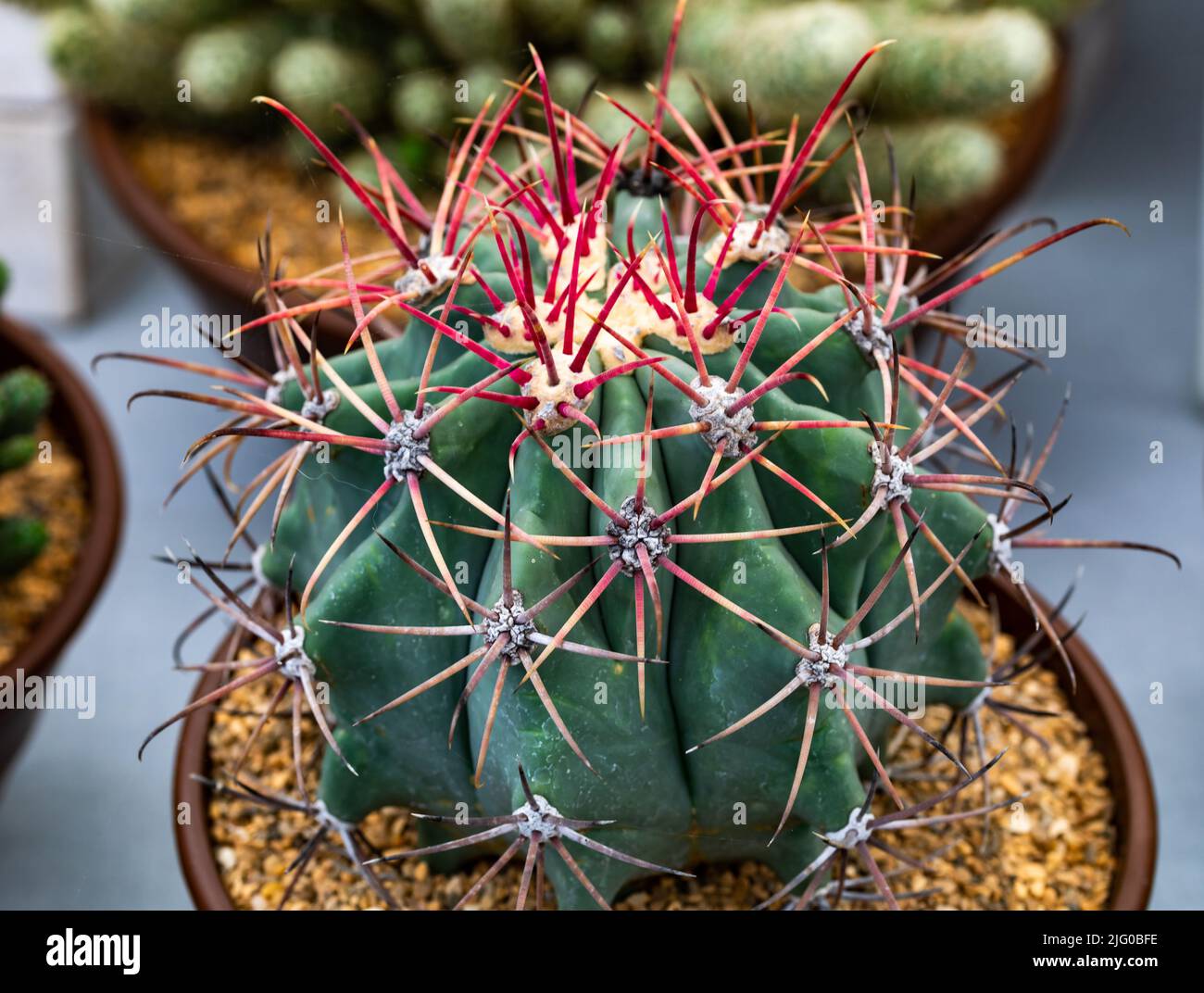 Ferocactus emoryri on display at Hampton Court Palace Flower Festival ...