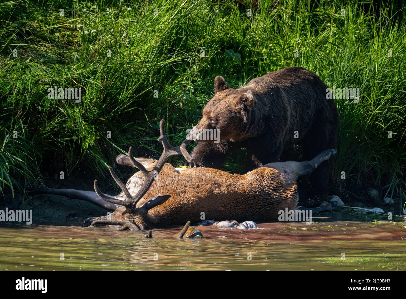 A Brown Bear Ursus arctos eating a hunted Red Deer Cervus elaphus Bieszczady Carpathians Poland Stock Photo Alamy