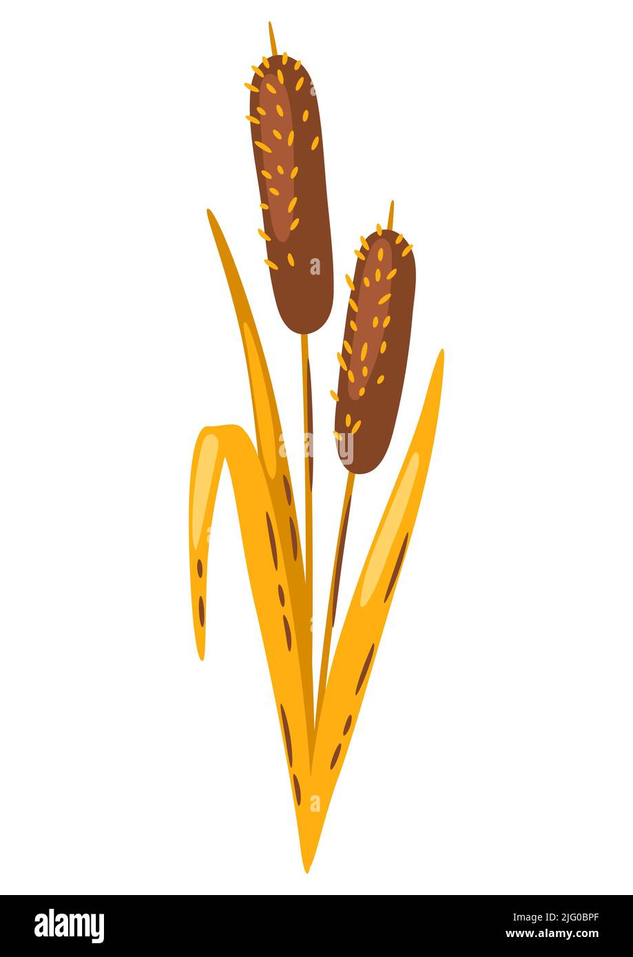 Illustration of bulrush or reed. Image of seasonal autumn plant Stock ...