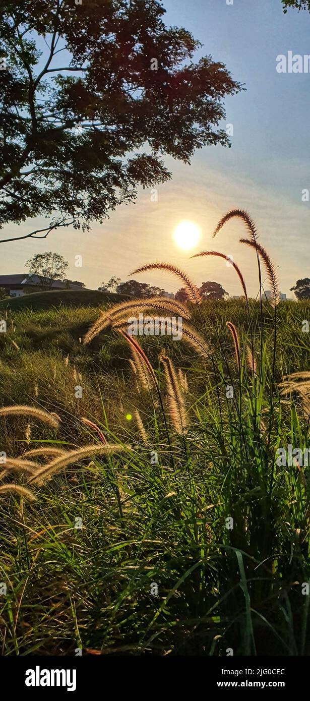 A vertical shot of green foxtail (Setaria viridis) plants growing in a ...