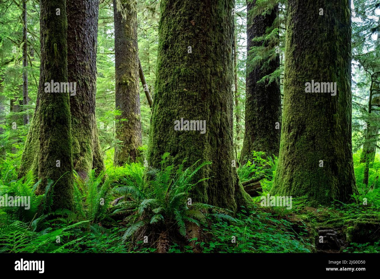 A scenic view of green Sitka spruce trees in a park in Vancouver Island ...