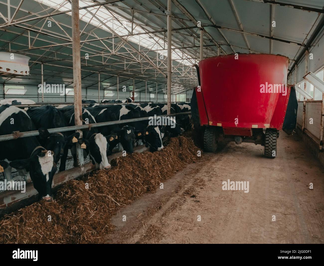 A modern farm with dairy cows. Goldstein breed. Breeding cows, cattle ...