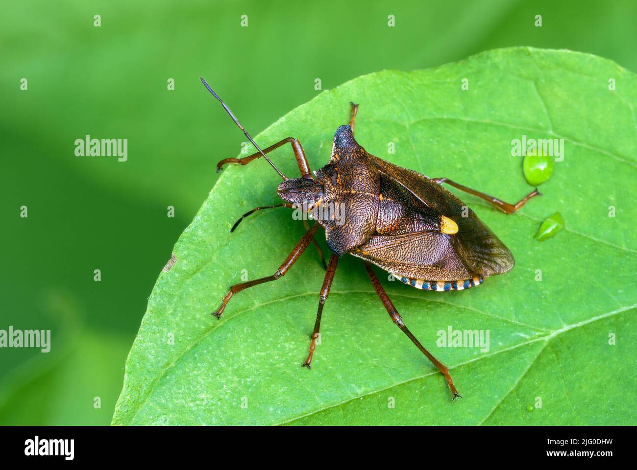Spiny body beetle hi-res stock photography and images - Alamy
