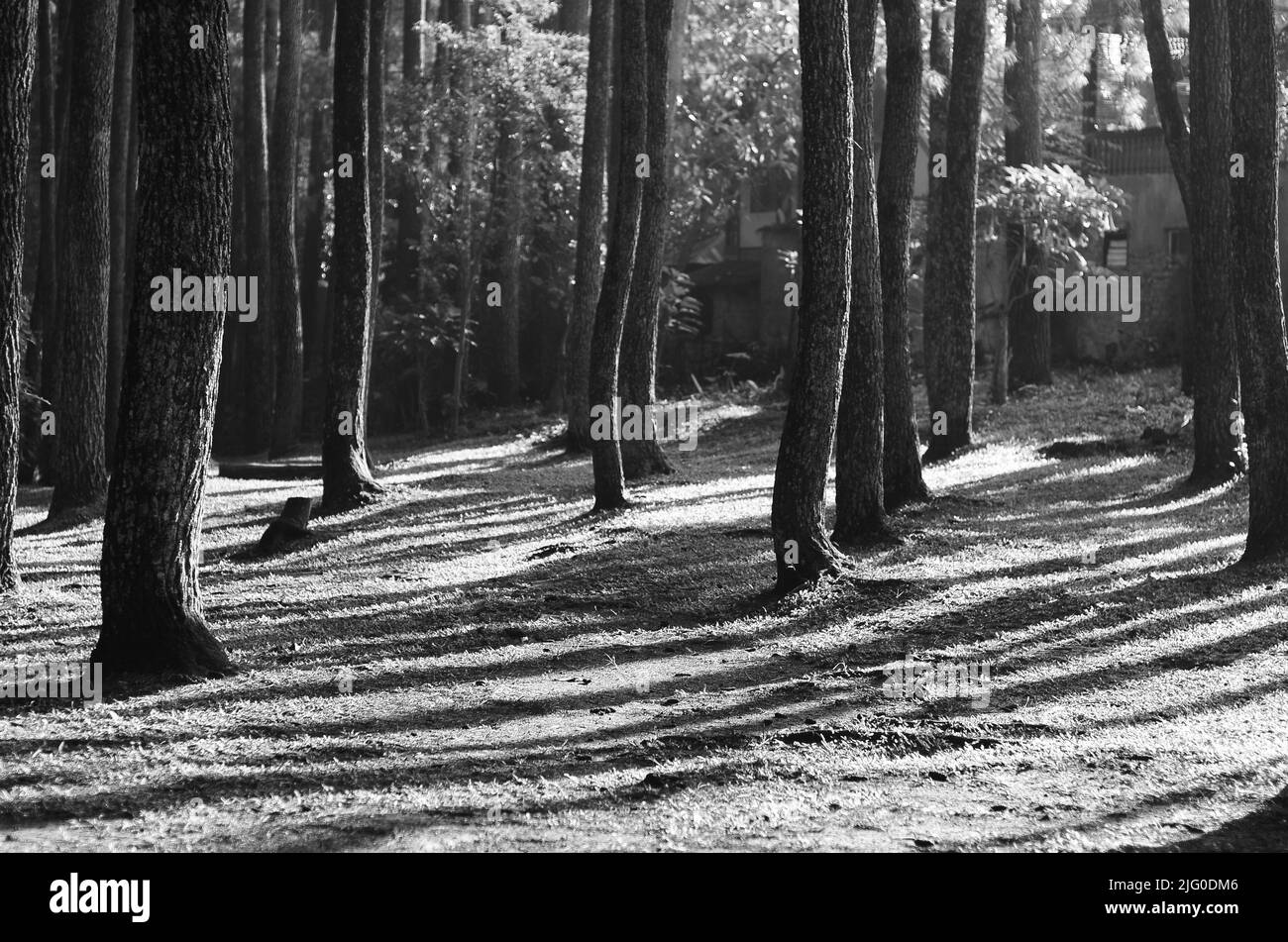 A grayscale view of a landscape with tall trees Stock Photo - Alamy