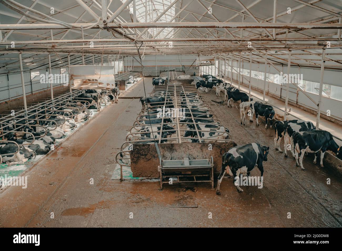 A modern farm with dairy cows. Goldstein breed. Breeding cows, cattle ...
