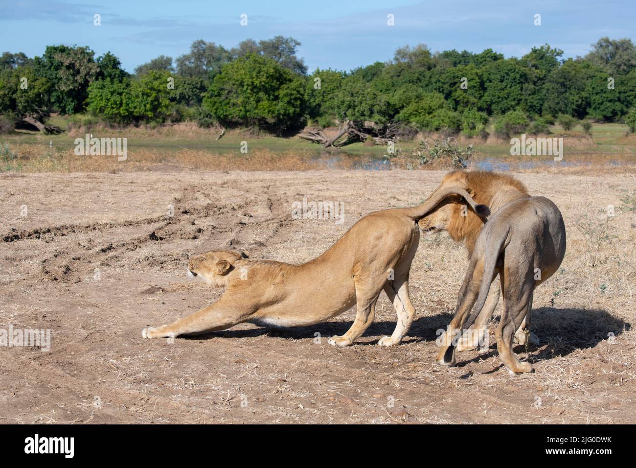 Zambia, South Luangwa National Park. African lions (WILD: Panthera leo ...