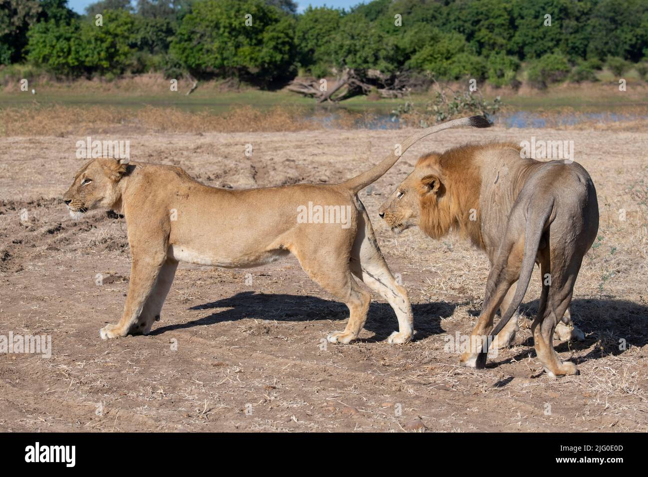 Zambia, South Luangwa National Park. African lions (WILD: Panthera leo ...