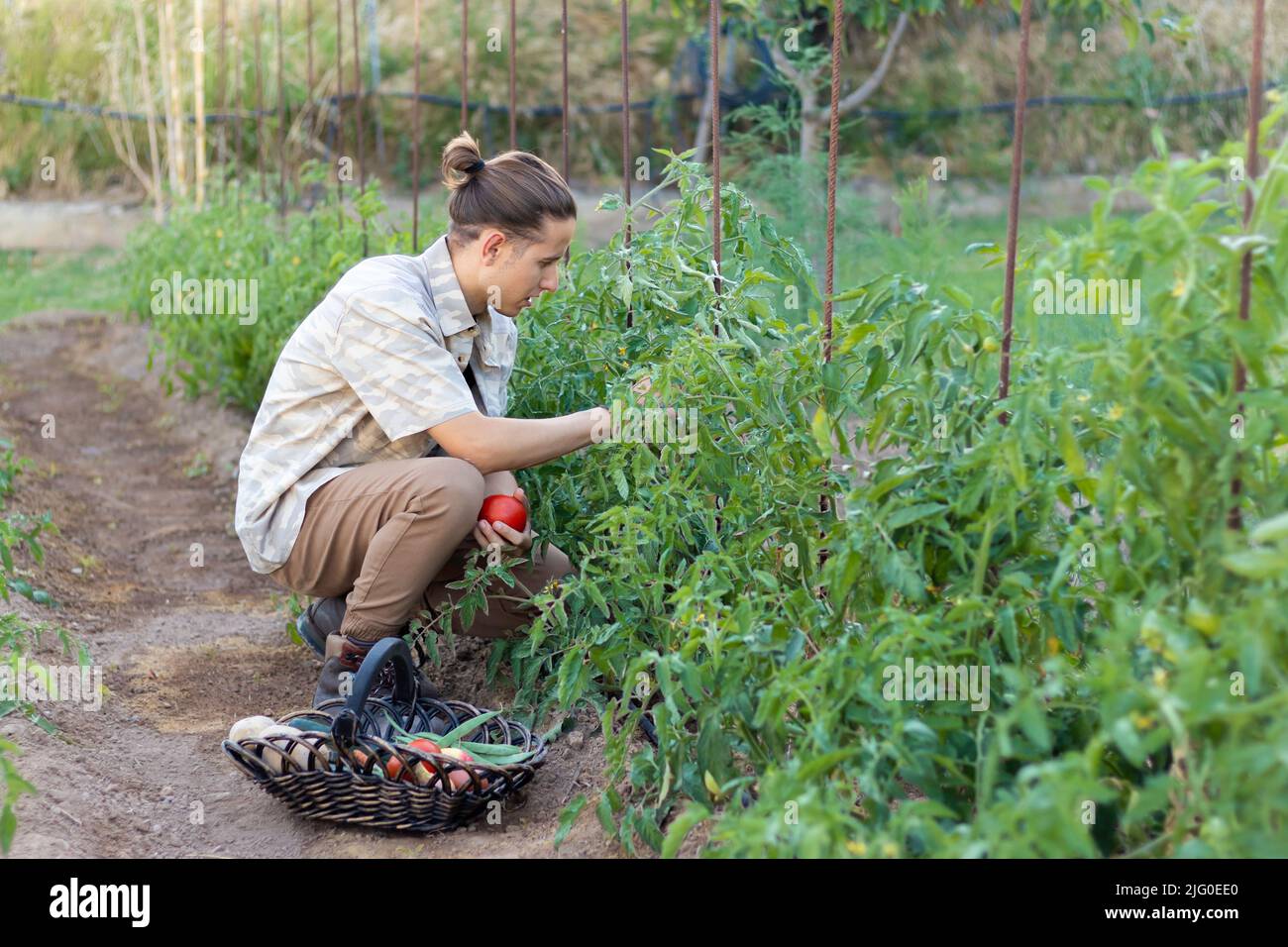 Young man collecting tomatoes from his organic garden with wicker ...
