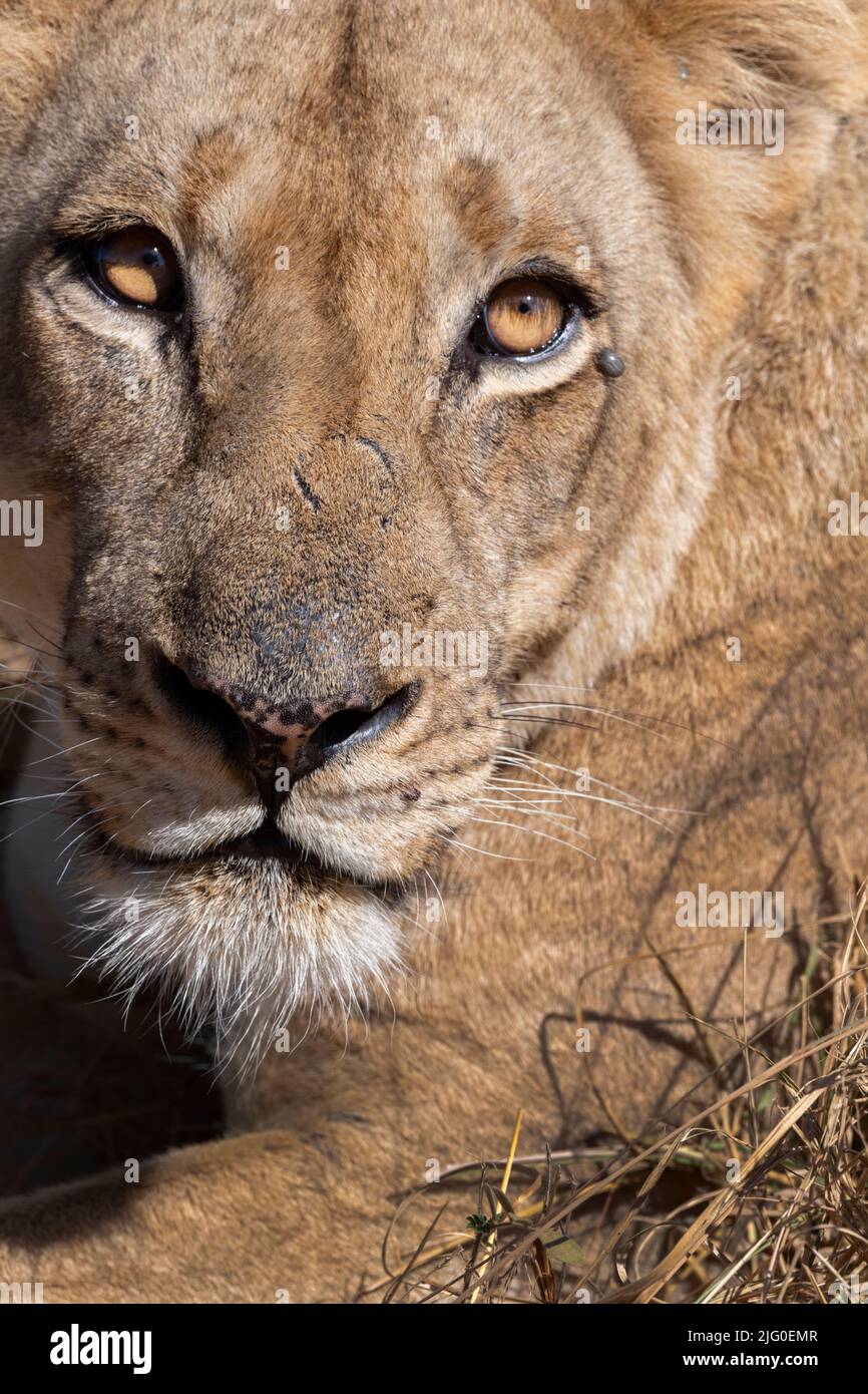 Zambia, South Luangwa National Park. African lioness (WILD: Panthera ...