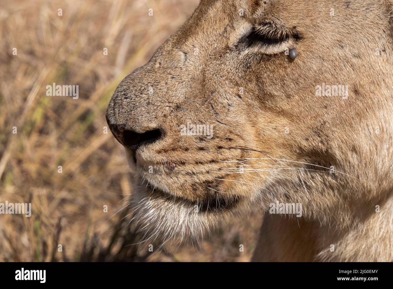 African pest hi-res stock photography and images - Alamy