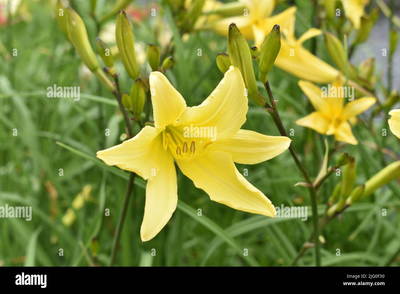 Lemon day lily hi-res stock photography and images - Alamy