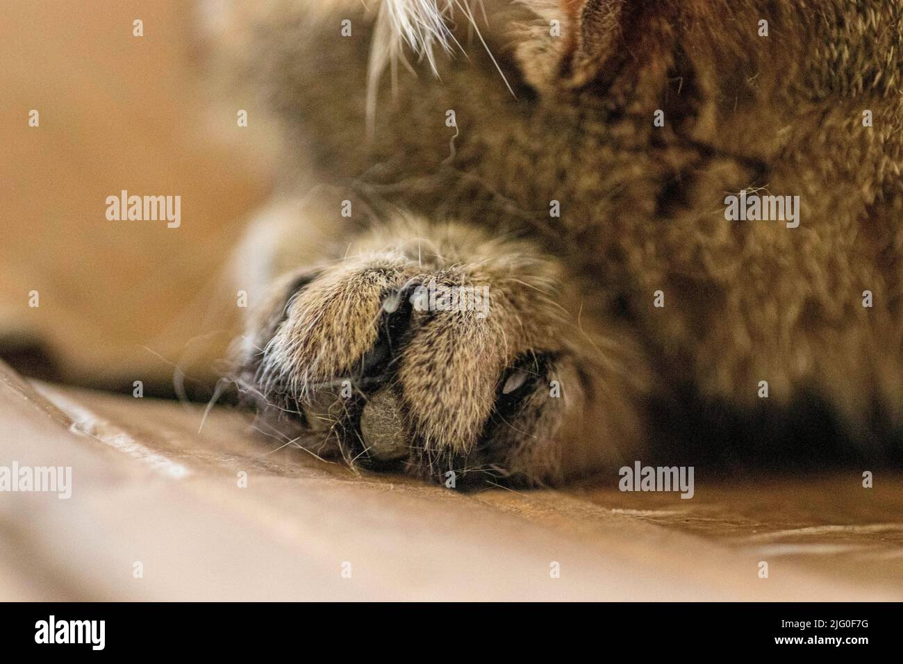 Clawed paw hi-res stock photography and images - Alamy