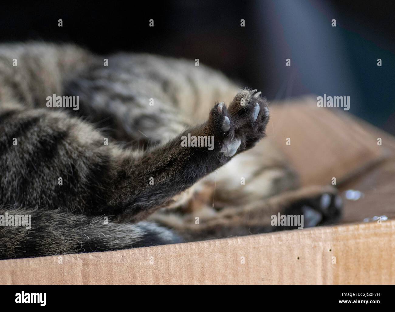 Clawed paw hi-res stock photography and images - Alamy