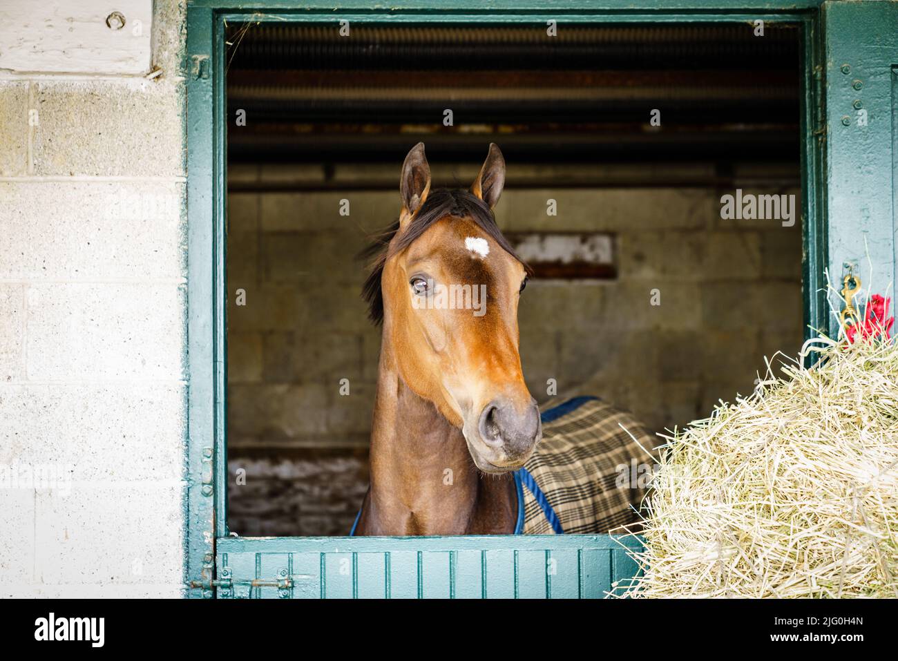 Thoroughbred race horse in a stable in Lexington, Kentucky Stock Photo ...