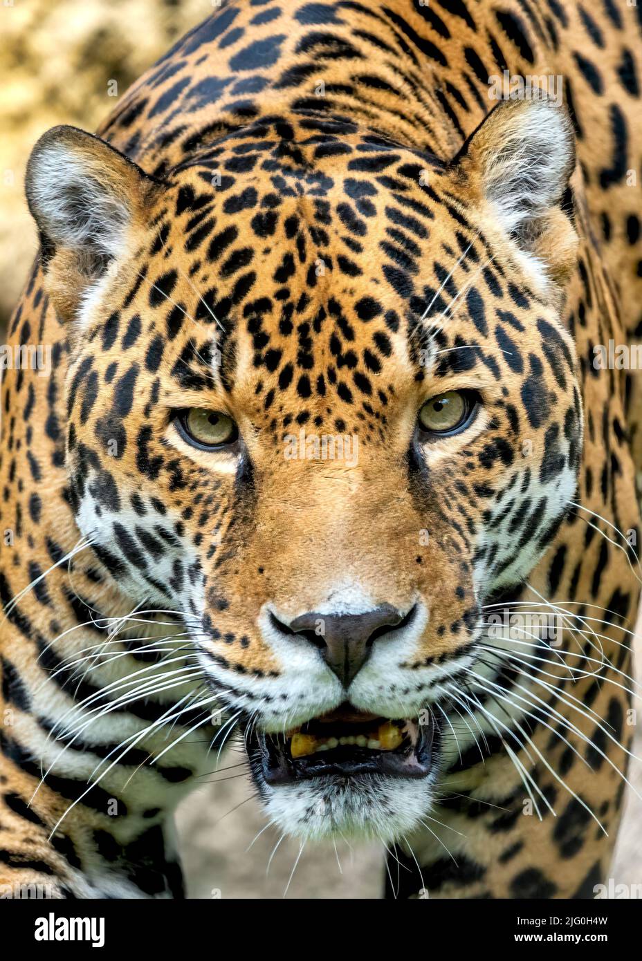 A vertical closeup of the jaguar, Panthera onca Stock Photo - Alamy