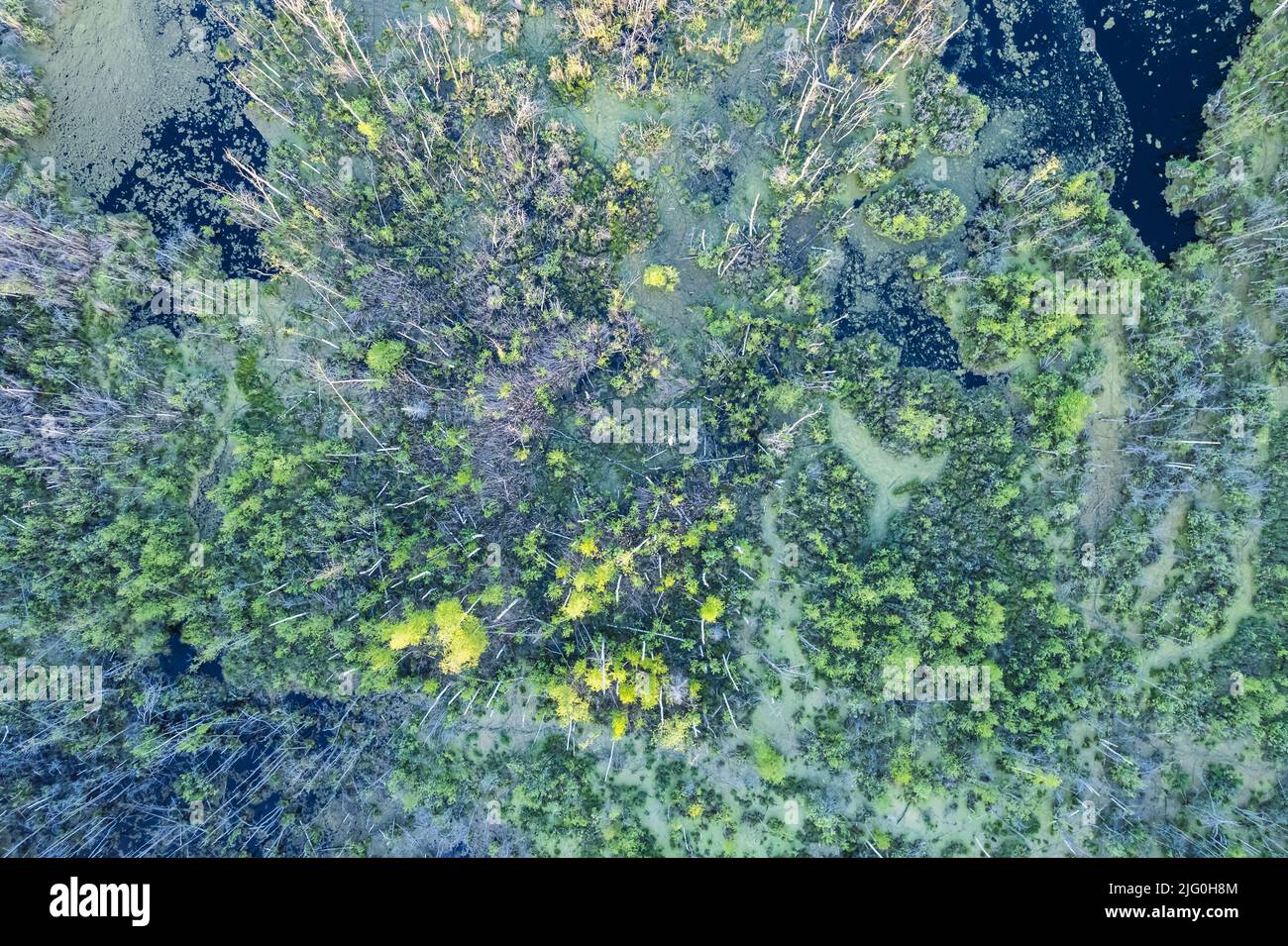 Aerial landscape view swamp forest hi-res stock photography and images ...