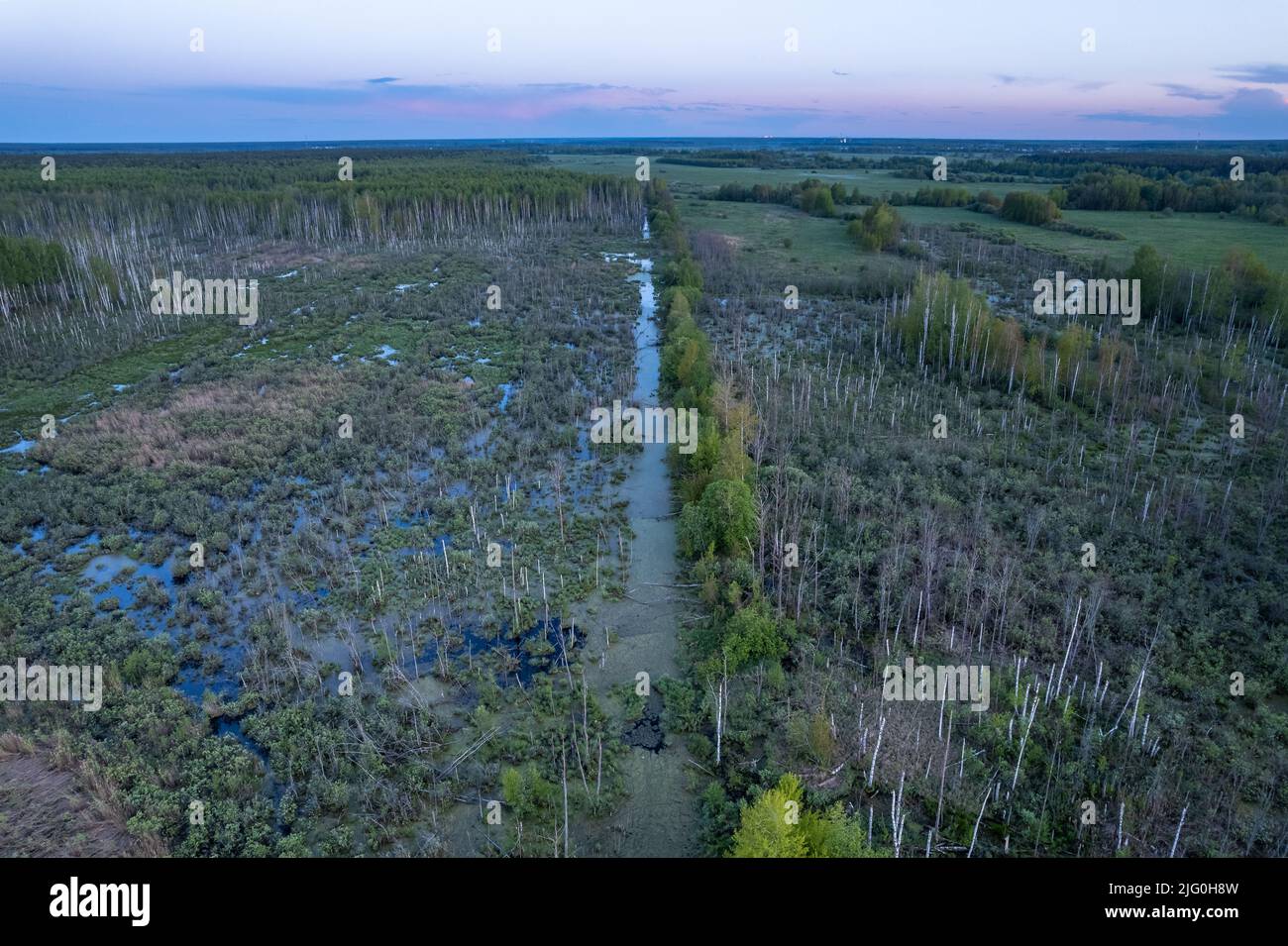 Swamp with fallen trees top birds-eye aerial view Stock Photo - Alamy