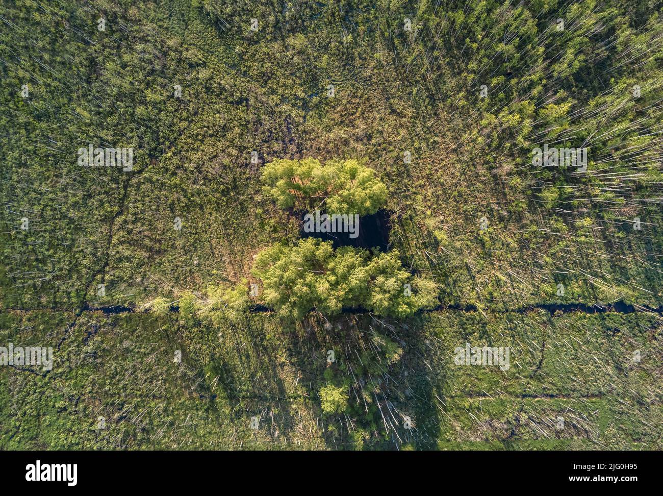 Lone tree in a wetlands with drainage channel top down aerial view ...