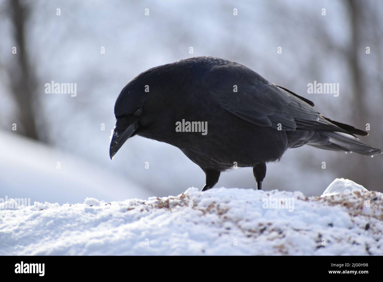 Crow in winter hi-res stock photography and images - Alamy