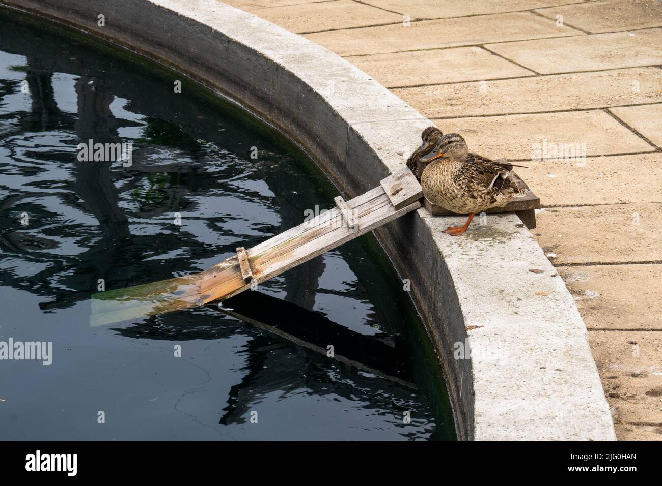 Manmade duck slide for the Ducks and there ducklings at Waterways Great ...
