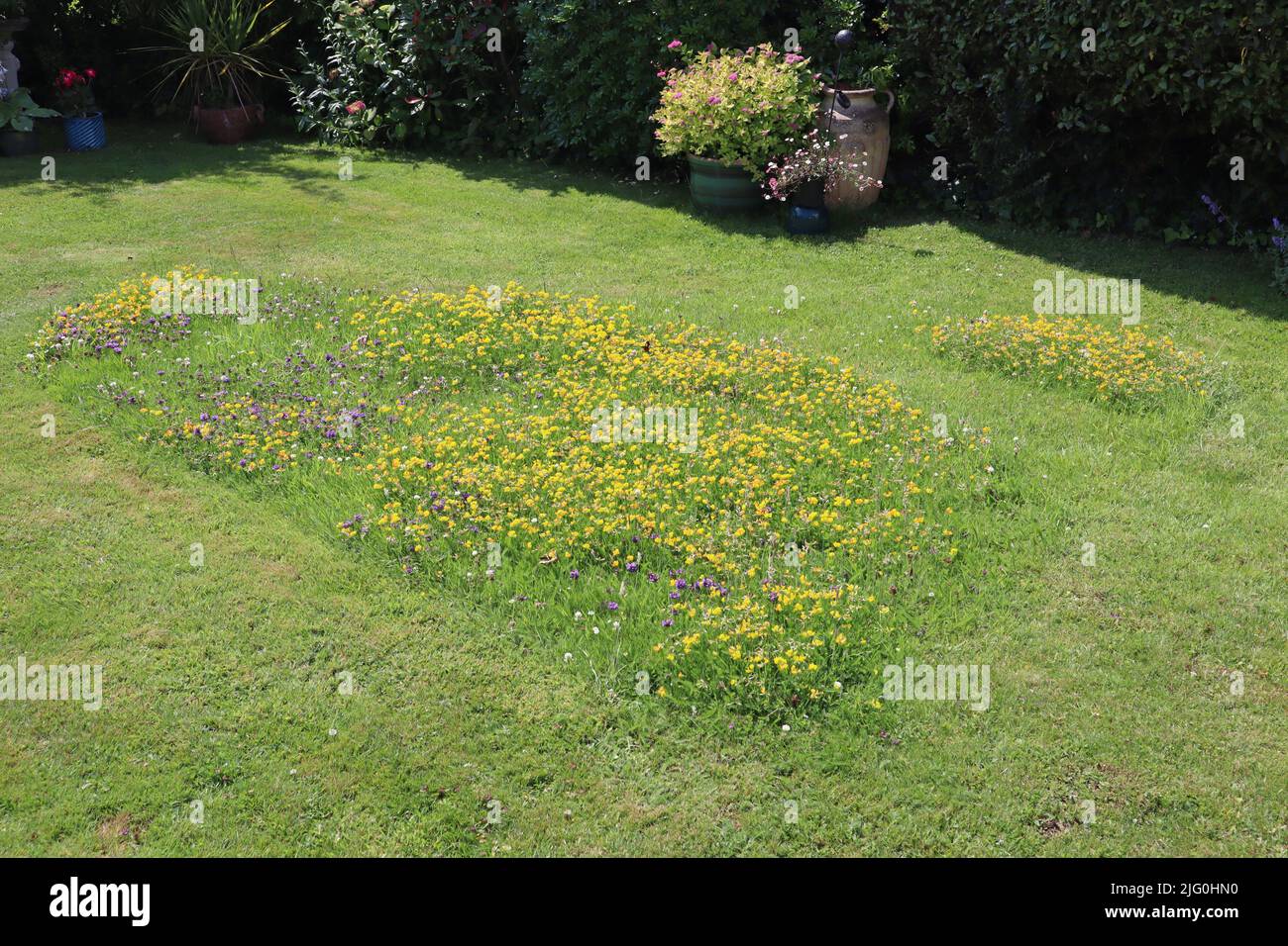 Weeds and wildflowers are allowed to grow in a section of a lawn in ...