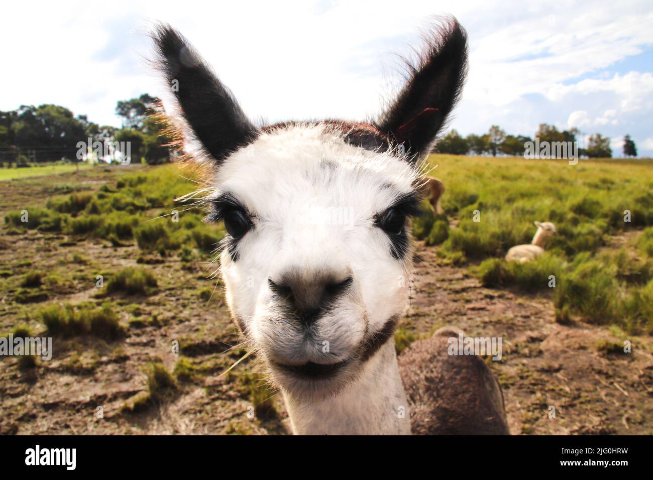 Meet Sue, the most beautiful and friendly Alpaca I had the honor ...
