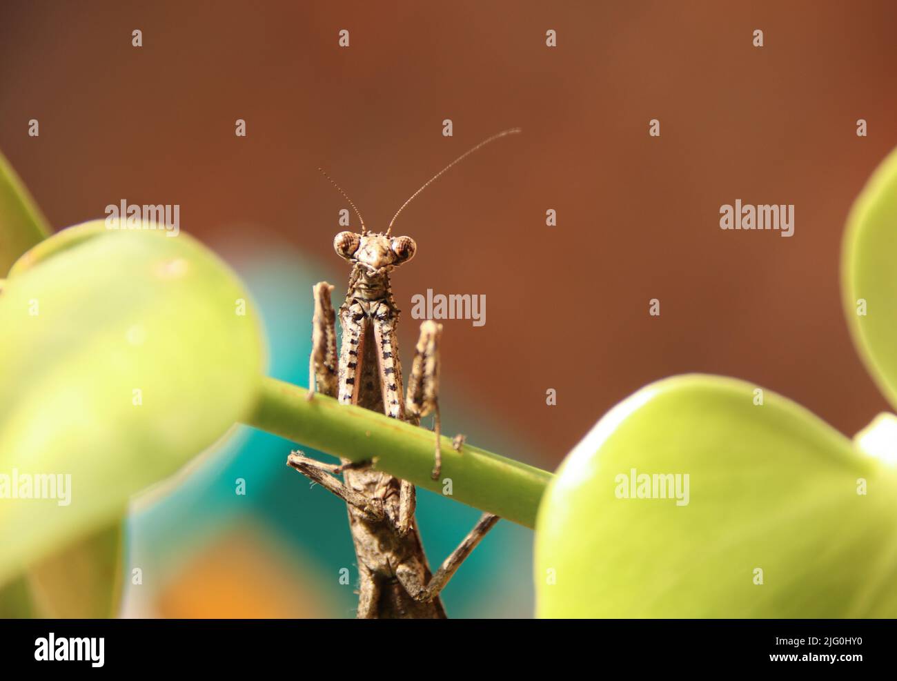 Preying mantis wallpaper hi-res stock photography and images - Alamy