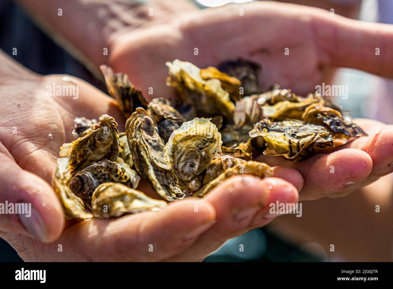 Tarbouriech oysters in the Étang de Thau. When the oysters are large ...
