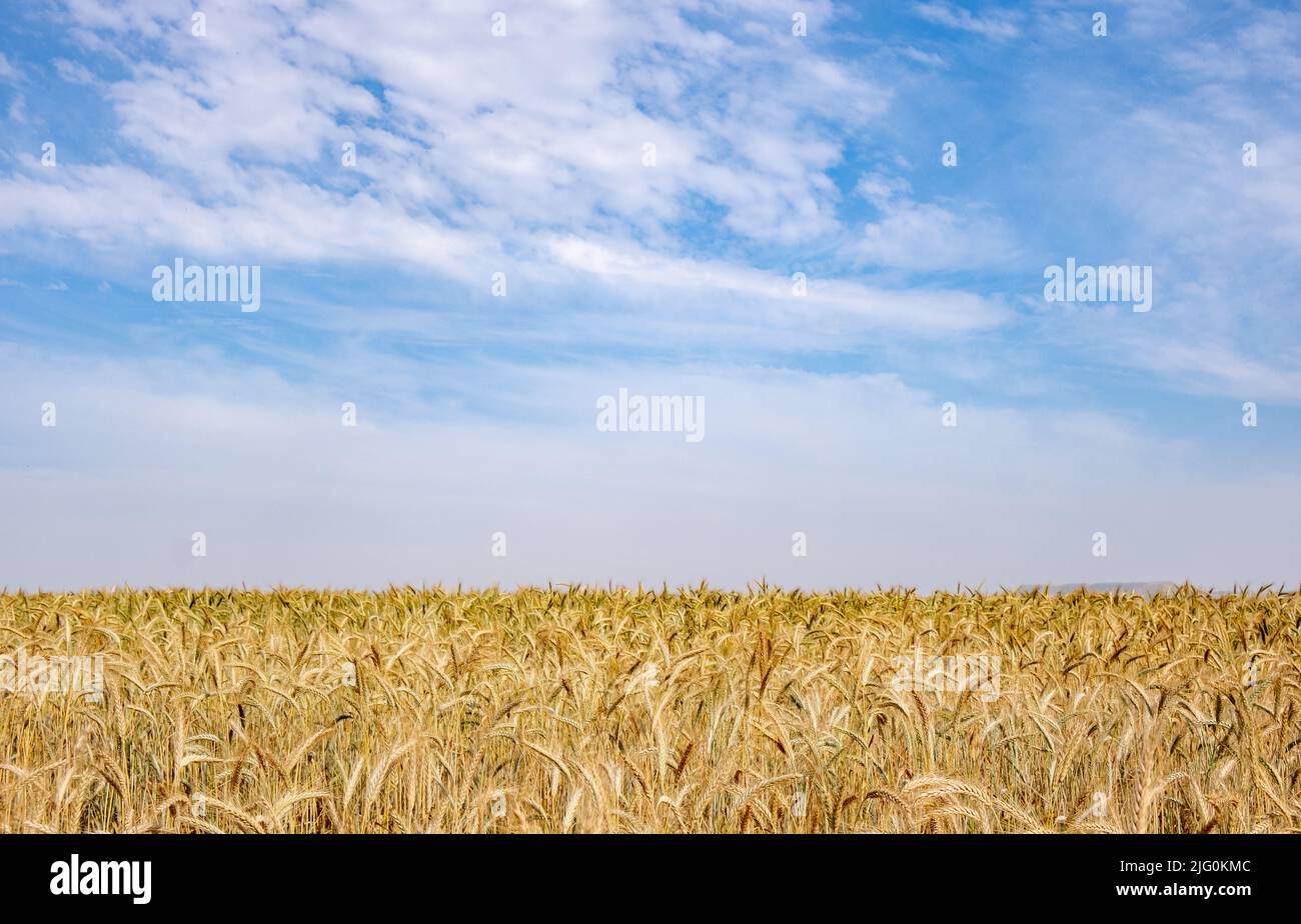 Golden wheat field ready for harvesting. Rural grainfield farmland ...