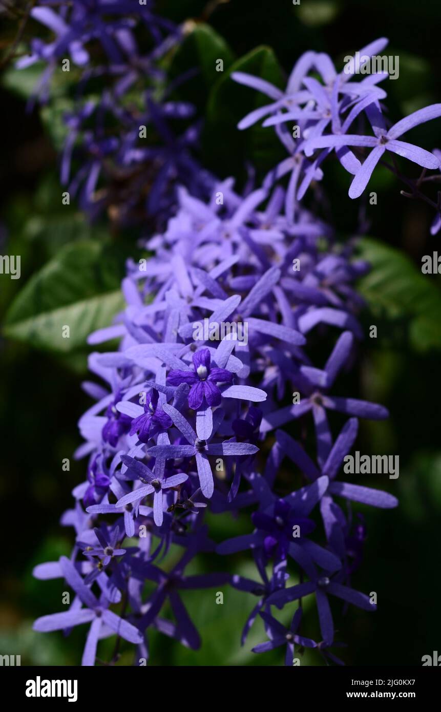 A vertical shot of petrea volubilis flowers growing in a garden Stock ...