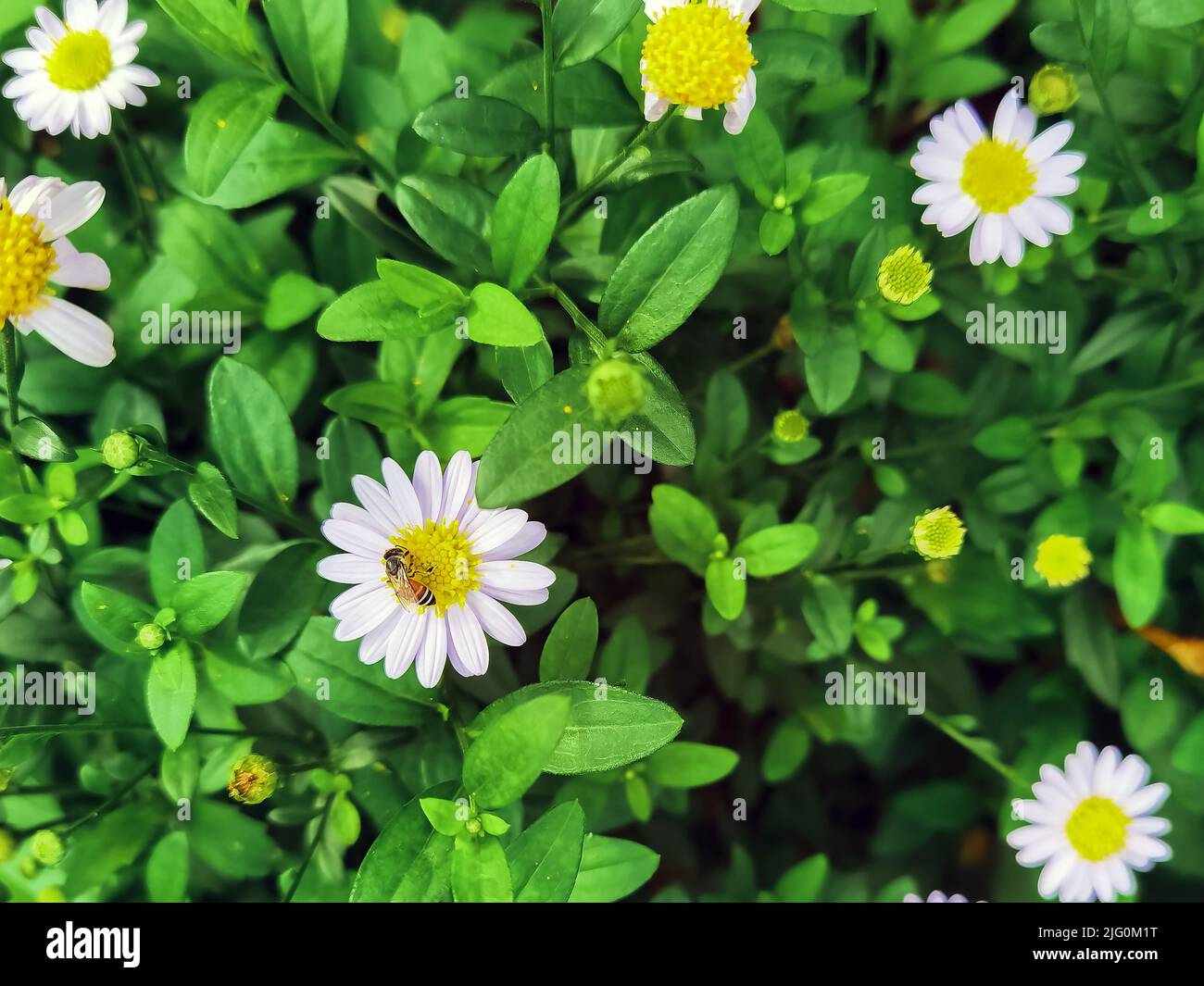 Honey Bee on daisy flowers in meadow. Insect sits on white flower of ...