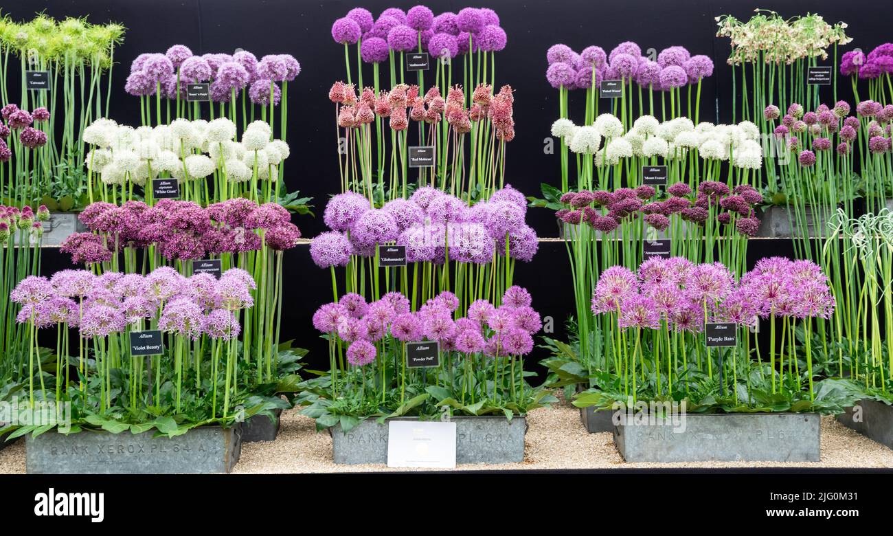 Alliums on display at Hampton Court Palace Flower Festival Stock Photo ...
