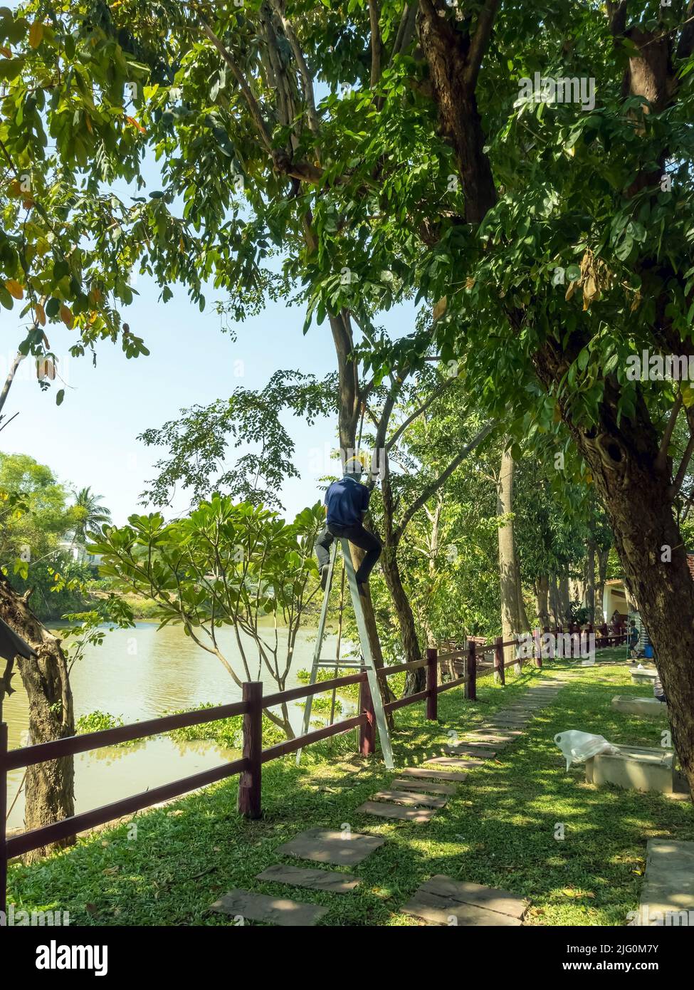 Asian professional gardener trimming plants using pruning saw on a ...