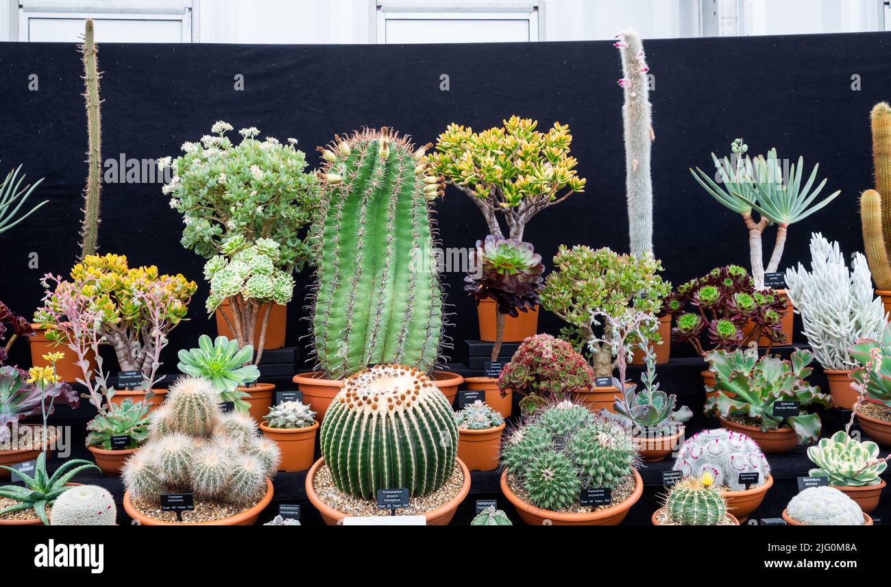 Various Cacti on display at Hampton Court Palace Flower Festival Stock ...